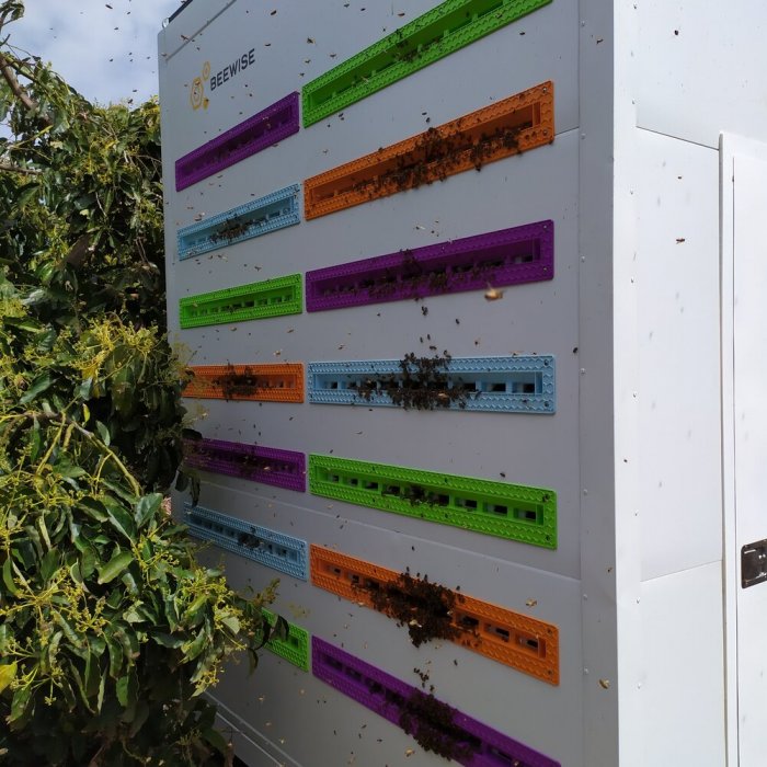 Buy BeeHome in Online Shop: Prices by RobotPlace